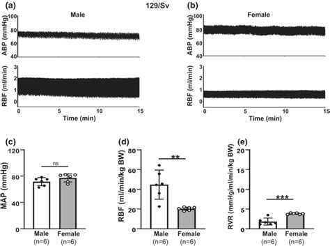 Sex Difference In Renal Hemodynamics In 129sv Mice A B Download Scientific Diagram