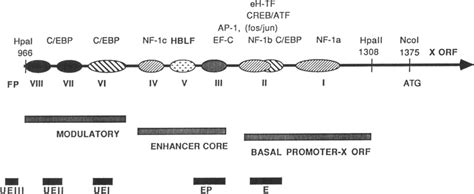 Functional Domains Of The Hbv Enhancer I Functional Domains Of The