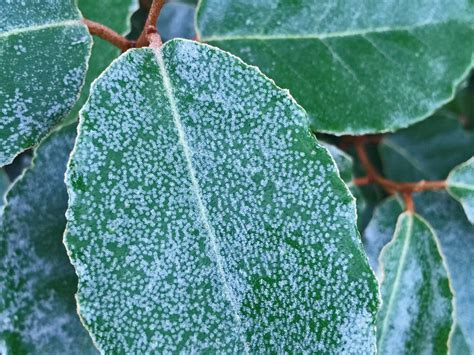 Plants For Dallas Your Source For The Best Landscape Plant Information For The Dallas Ft