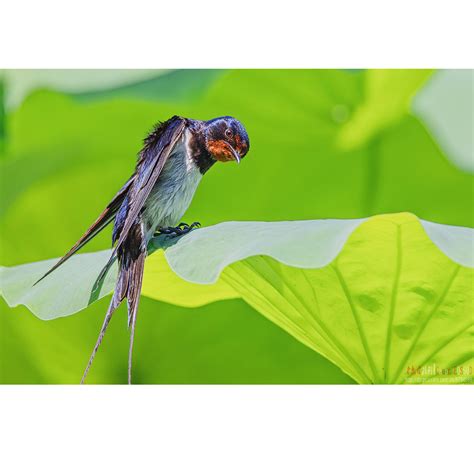 【家燕 3摄影图片】生态摄影老树皮的摄影博客太平洋电脑网摄影部落