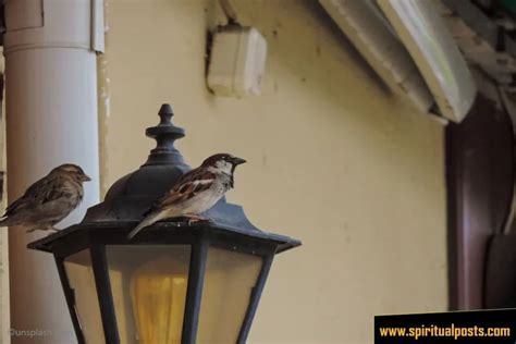 9 Spiritual Meanings Of Owl Hooting Outside My Window Spiritual Posts