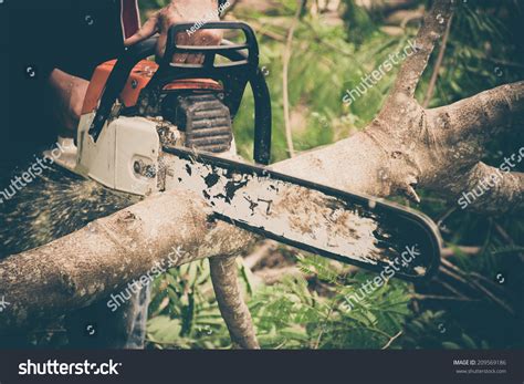 Man Cuts Tree Chainsaw Thailand Stock Photo Shutterstock