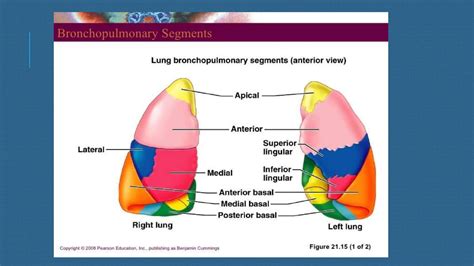 Postural Drainage 1pptx Ppt