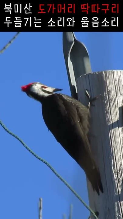 우리나라 까막 딱따구리와 비슷하게 생긴 북미산 도가머리 딱따구리 소리 Youtube
