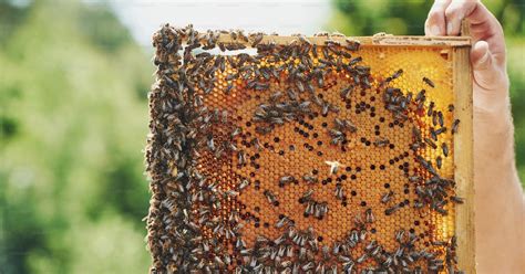 남자의 손은 화창한 날 야외에서 벌집으로 가득 찬 벌집을 잡고 있습니다 사진 Unsplash의 뒝벌 이미지