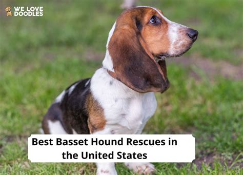 9 Best Basset Hound Rescues In The United States
