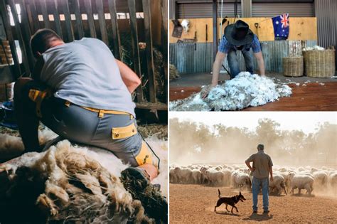 Man Pleads Guilty To Having Sex With Cow After Being Caught By Farmers