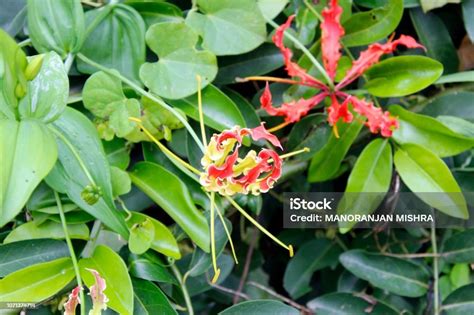 Gloriosa Superba는 Colchicaceae 가족의 현 화 식물의 종 일반적인 이름은 화 염 백합 등반 릴리 들어온다 릴리 영광 릴리 Gloriosa 릴리 호랑이