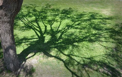 Sombra De Arbol Más De 200 000 Imágenes Gratis De Árbol De Sombra Y