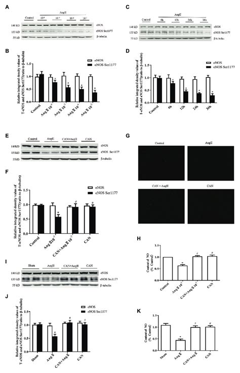 Effects Of The Angiotensin Ii Angii Angiotensin Type 1 Receptor At Download Scientific