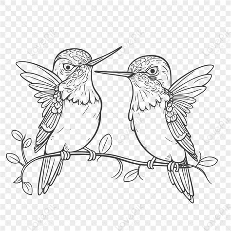 두 개의 만화 벌새가 가지 윤곽선 스케치 드로잉에 앉아 있습니다 벡터선 그리기부리 Png 일러스트 무료 다운로드 Lovepik