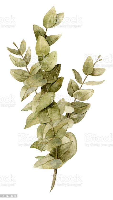 녹색 잎과 가지가 있는 유칼립투스 꽃다발이 있는 수채화 그림 고립된 배경에 손으로 그린 스케치 자연 스타일의 인쇄 또는 청첩장을