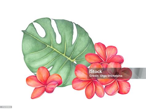 수채화 현실적인 열대 꽃다발 그림은 플루메리아 꽃과 흰색 배경에 고립된 몬스테라입니다 아름 다운 식물 손으로 그린 프랜지 파니
