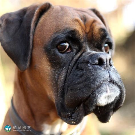 拳师犬 Boxer 萌宠四季