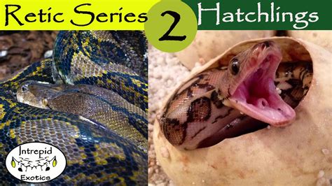 🟢reticulated Python Hatchlings Youtube