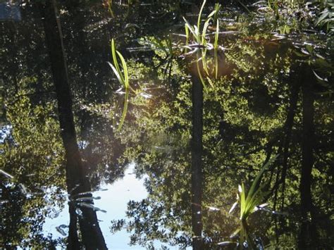 Robyn S Marginal Plant Page