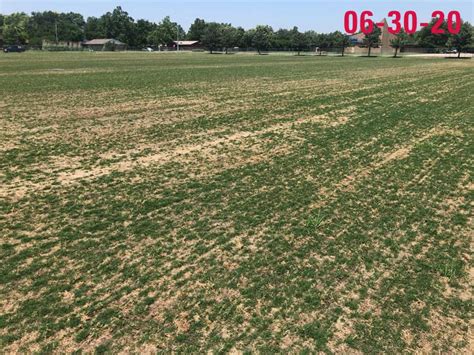 Sprigging Turf Solutions Inc