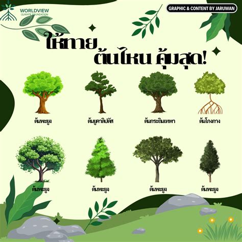 Let S Guessing Which Tree Is The Most Absorbing CO Plant Worldview Thailand
