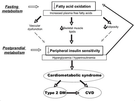 Metabolic Inflexibility Observed In Obese Insulin Resistant Download Scientific Diagram