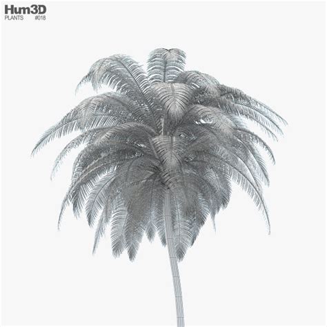 코코넛 야자 3d 모델 식물 On Hum3d