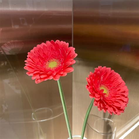 ガーベラエンリケ 花屋 はな輔