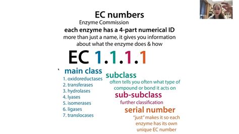 Enzyme Classification Ec Enzyme Commission Numbers And Exploring The Explorenz Database