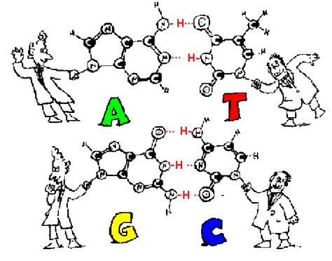 Base Pairing Rules Definition