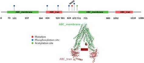 Protein Sequence Annotation Of FICselected Nonsynonymous ABCB4 Download Scientific Diagram
