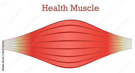 Healthy Muscle Anatomy Section Flat Icon Draw Skeletal Parallel Red Muscle Biceps White