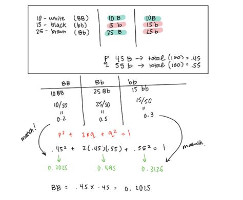 Solved Hi I Have A Question On Hardy Weinberg How Do You