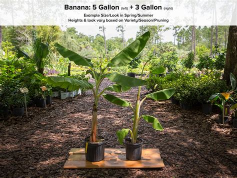 Dwarf Orinoco Banana Plant • Just Fruits And Exotics