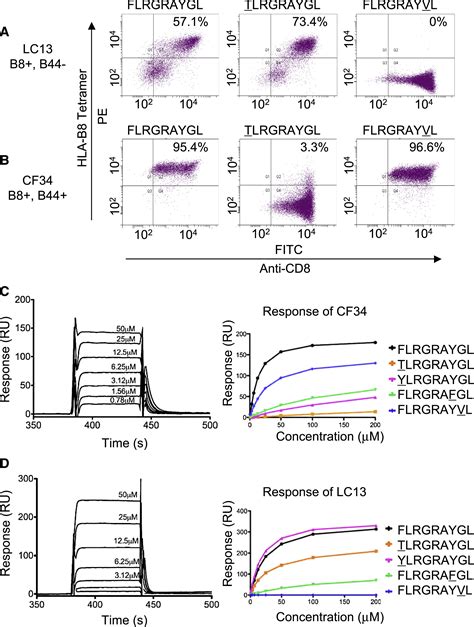 The Shaping Of T Cell Receptor Recognition By Self Tolerance Immunity