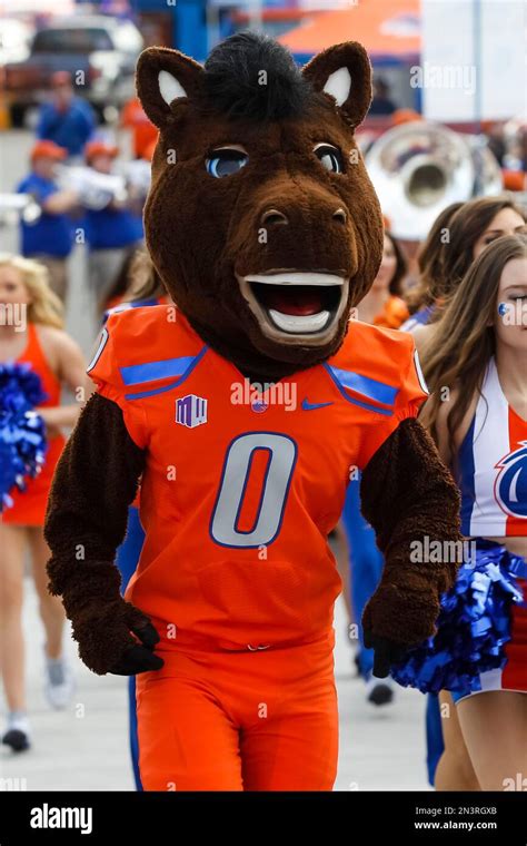 Boise State Mascot Buster Bronco On The Bronco Walk To The Football