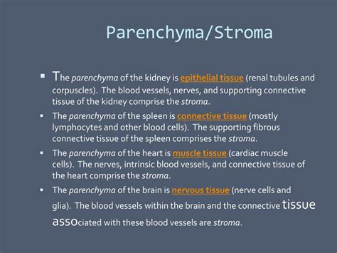 Ppt About Connective Tissue ……… Powerpoint Presentation Free