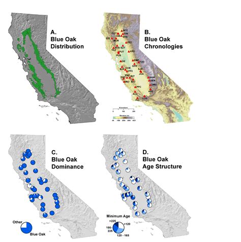 Blue Oak Research The Ancient Blue Oak Woodlands Of California
