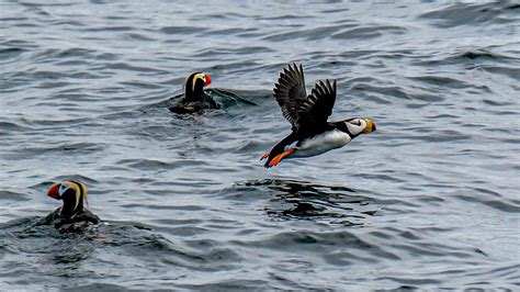 Marine Wildlife Of Kenai Fjords National Park And Knik Glacier Youtube