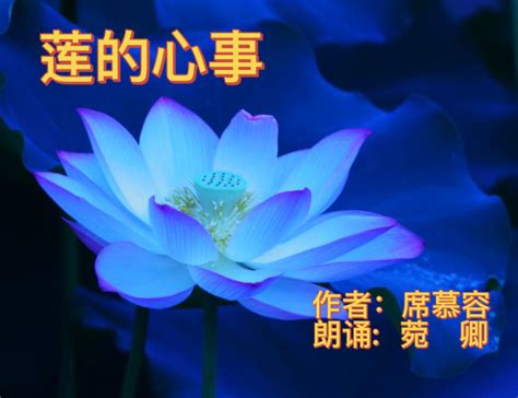 菀卿 莲的心事 VV