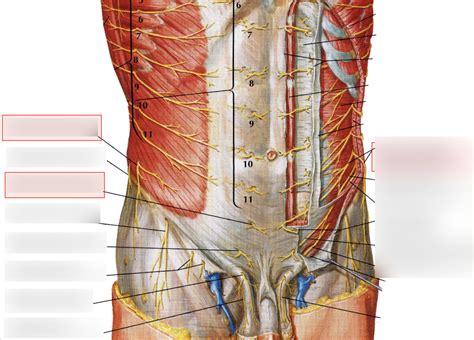 Iliohypogastric Nerve Distribution Ilioinguinal And Iliohypogastric