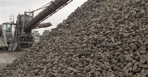 Сахарный завод построят в Жамбылской области Новости Mail