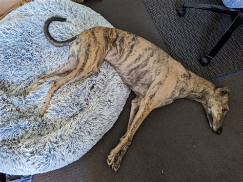 Squishmallows Look Ugly And People Who Collect Them Are Weird R Unpopularopinion