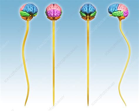 Human Brain And Spinal Cord Illustration Stock Image F016 4825 Science Photo Library