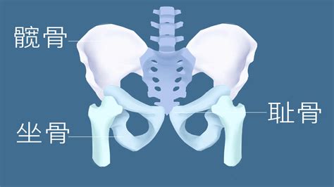 臀部骨骼结构图及名称 耻骨 坐骨 髋骨 医疗图片素材 高清图片素材