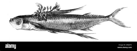 Flying Fish With A Parasitic Growth On Its Back 1858 The Flying Fish Of Which I Send You A