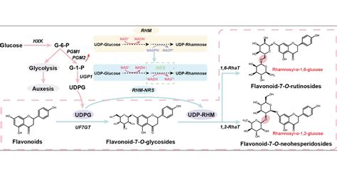 Systematic Engineering Of Saccharomyces Cerevisiae Chassis 49 Off