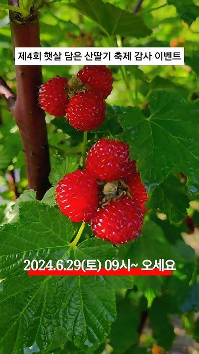 산딸기수확축제 오세요~~~ 여행 산딸기 영양군 체험 축제 피식대학 영양 Youtube