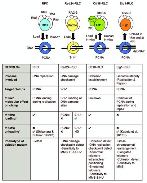 Summary Of Known Functions Of Replication Factor C And Replication