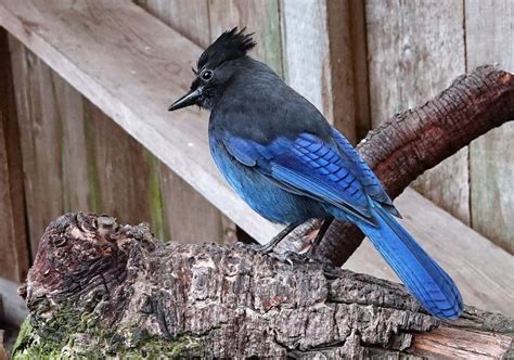 Missing A Stellar Bird Nugget Our Stellers Jay