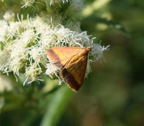 Pyrausta Sp Ecoregistros