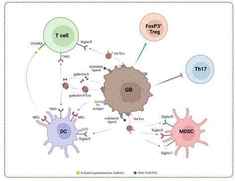 Glycan Lectin Interactions As Novel Immunosuppression Drivers In Glioblastoma Pmc