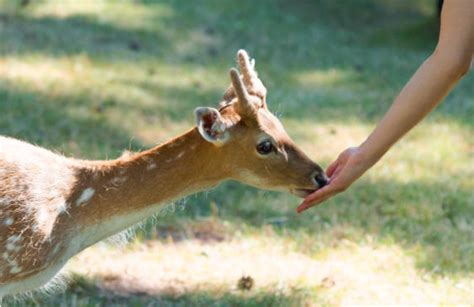 Ceylan Nasıl Bir Hayvandır Türkiyede Ceylan Var Mı